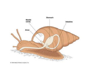 Phylum Mollusca Class Gastropoda