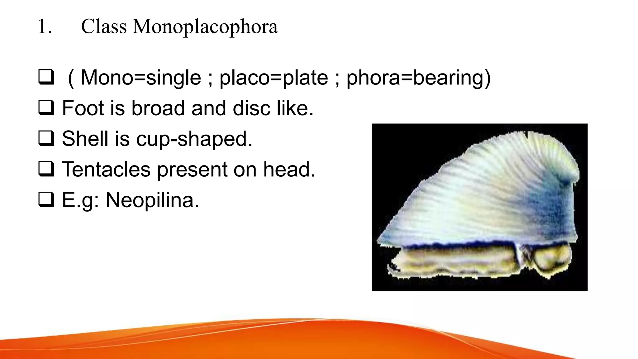 Phylum mollusca presentation | PPTX