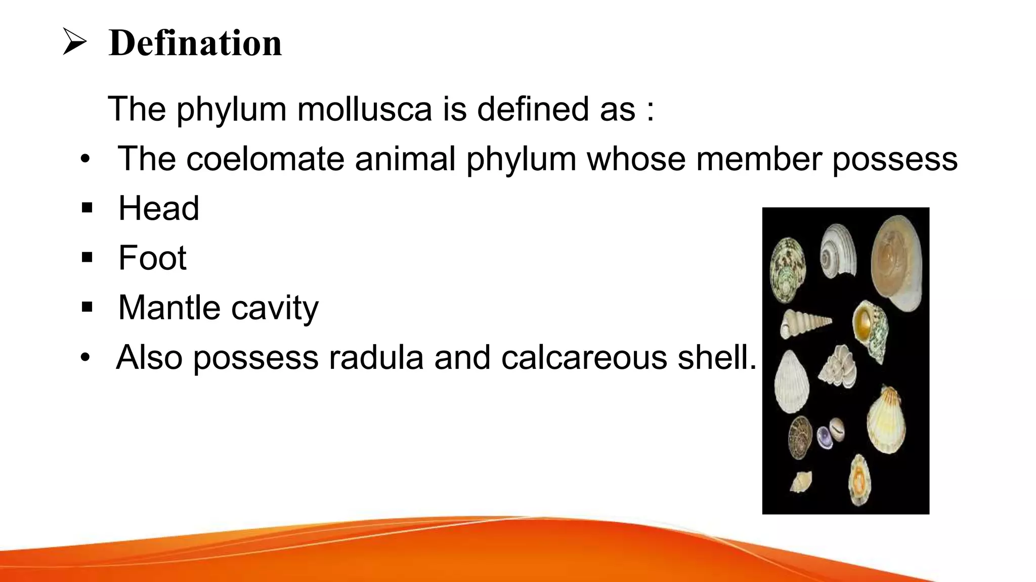 Phylum mollusca presentation | PPTX