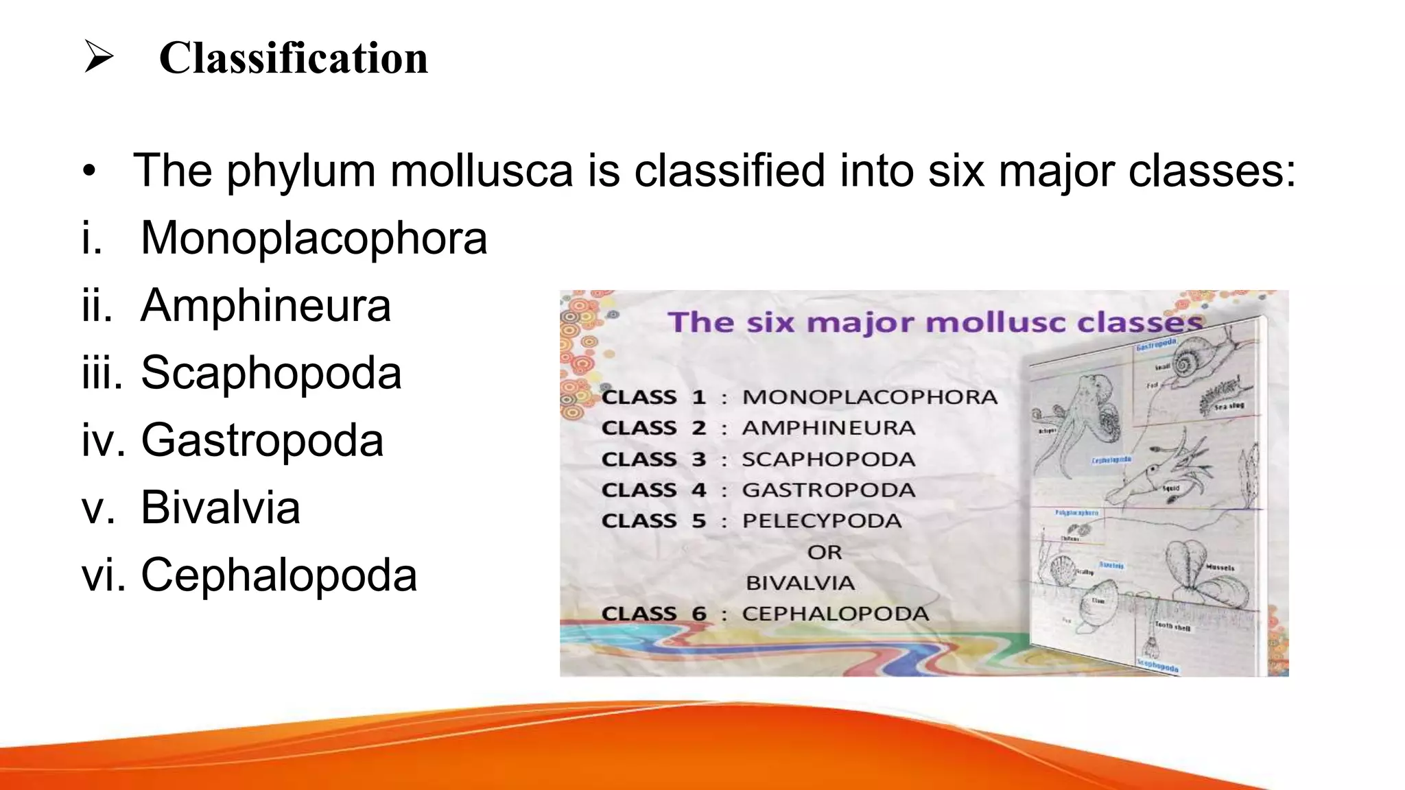 Phylum mollusca presentation | PPTX