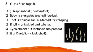 Phylum mollusca presentation | PPTX