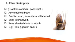 Phylum mollusca presentation | PPTX