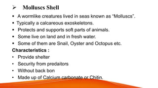 Phylum mollusca presentation | PPTX