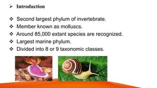 Phylum mollusca presentation | PPTX