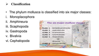 Phylum mollusca presentation | PPTX