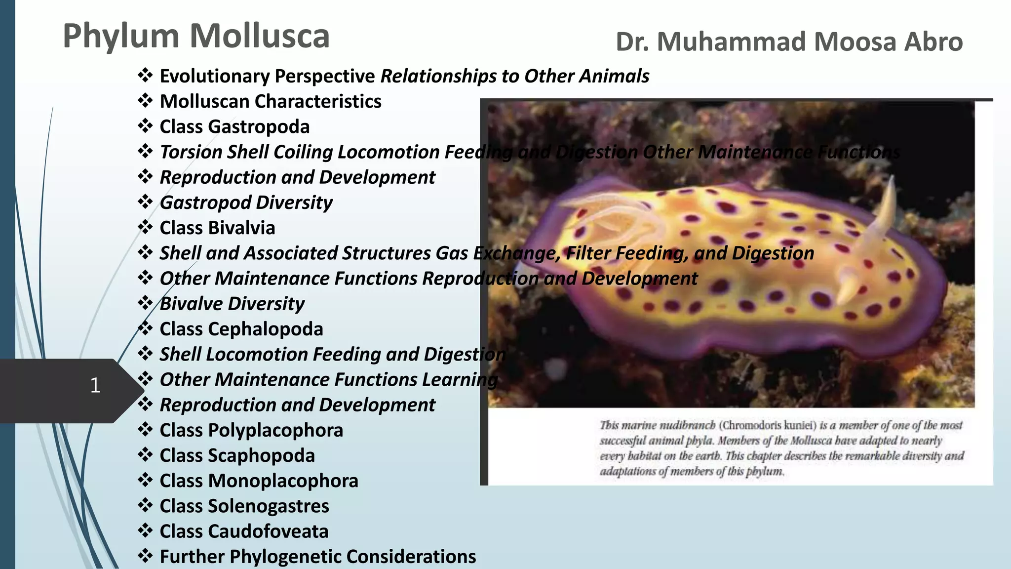 Phylum Mollusca, Characteristics and Classification.pptx