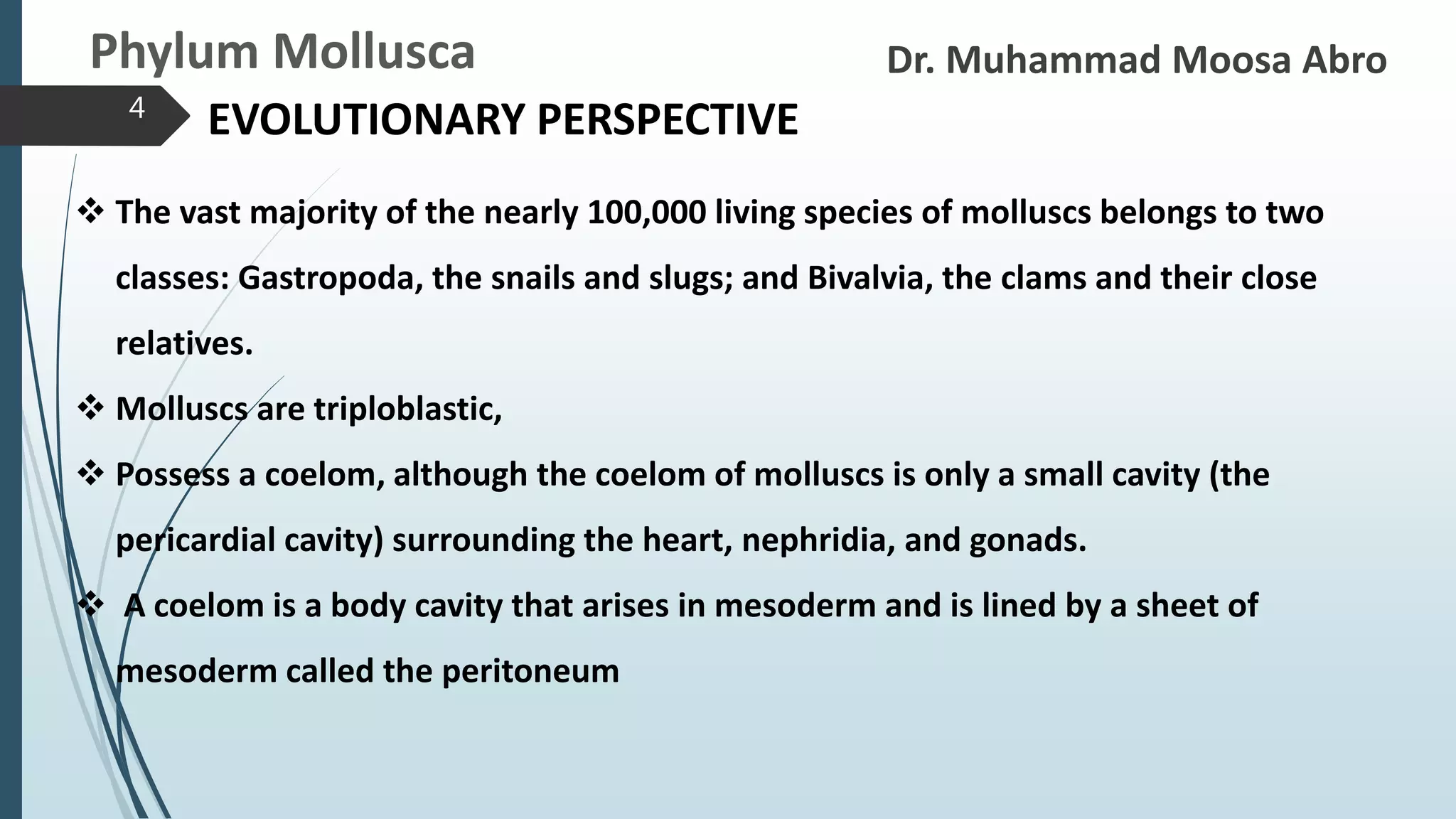 Phylum Mollusca, Characteristics and Classification.pptx