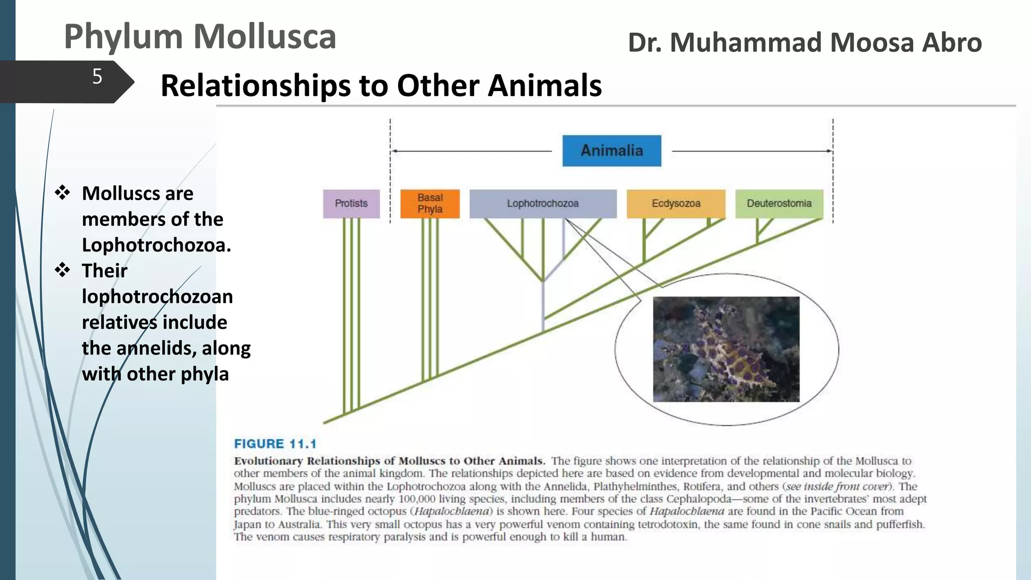 Phylum Mollusca, Characteristics and Classification.pptx