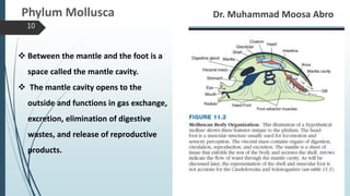 Phylum Mollusca, Characteristics and Classification.pptx