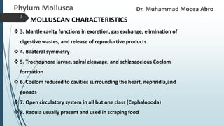 Phylum Mollusca, Characteristics and Classification.pptx