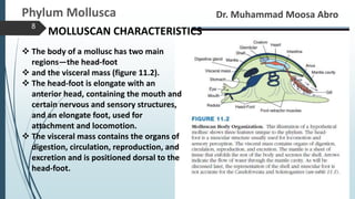 Phylum Mollusca, Characteristics and Classification.pptx
