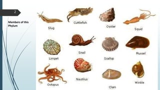 Phylum Mollusca