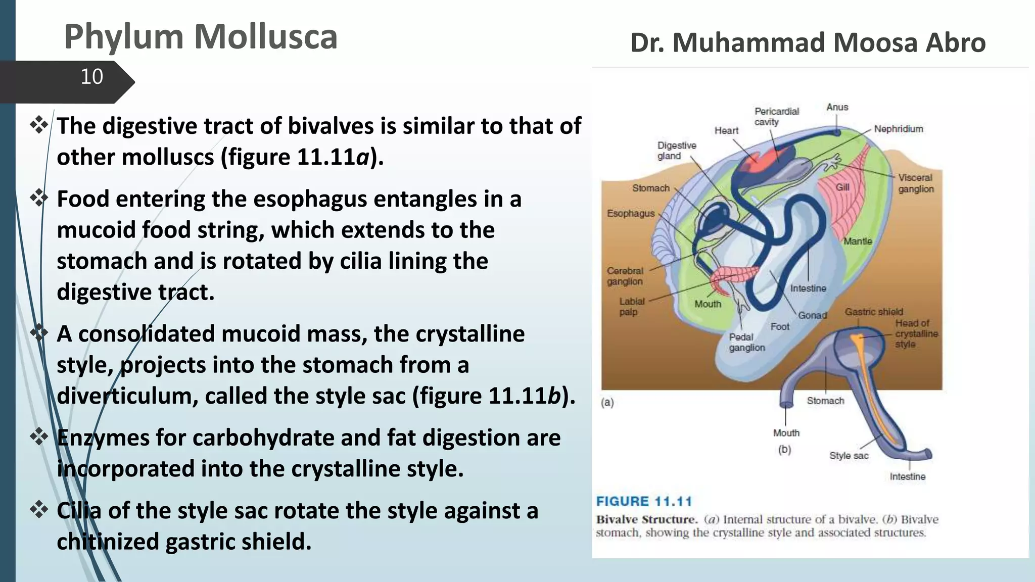 Phylum Mollusca, Class Bivalvia, Shell, Locomotion, Digestion ...