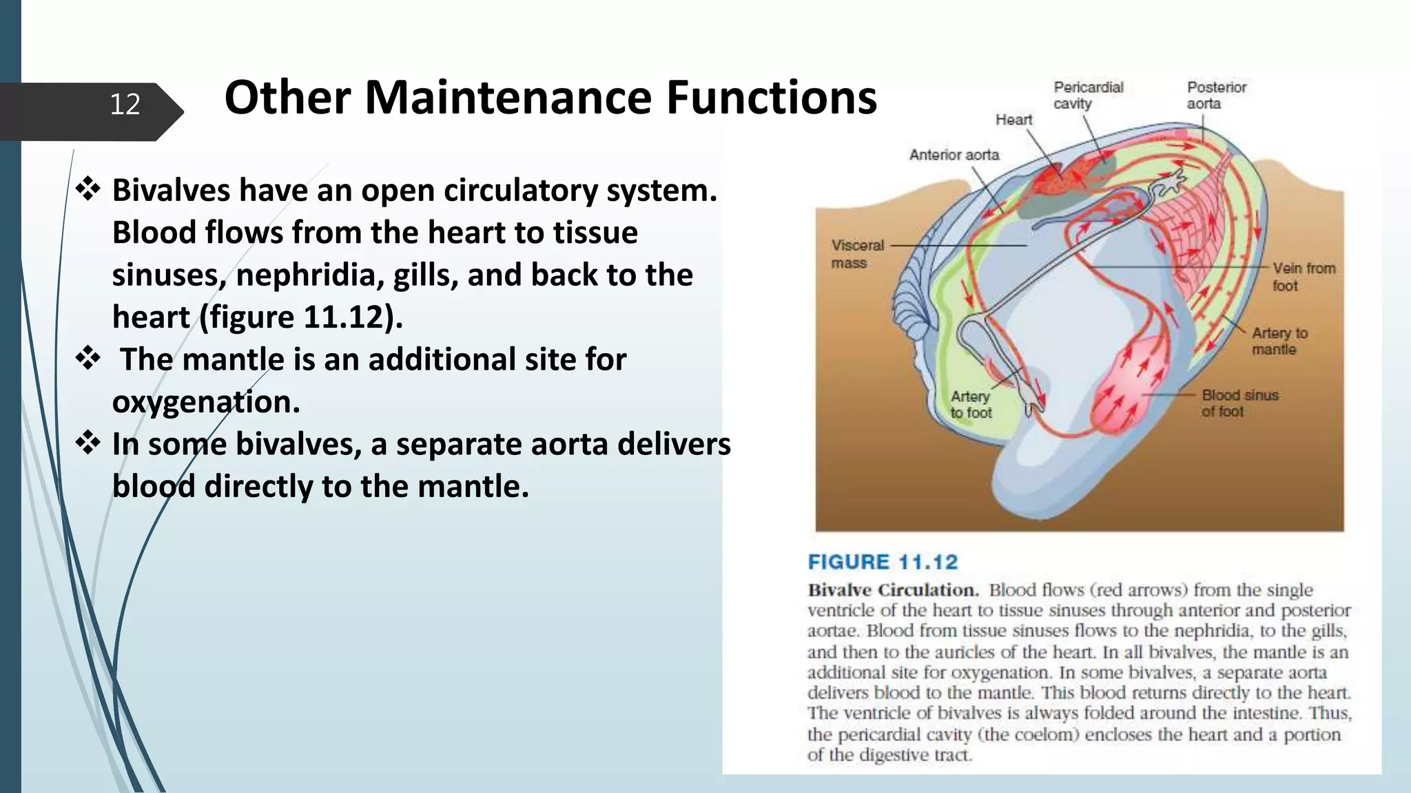 Phylum Mollusca, Class Bivalvia, Shell, Locomotion, Digestion ...