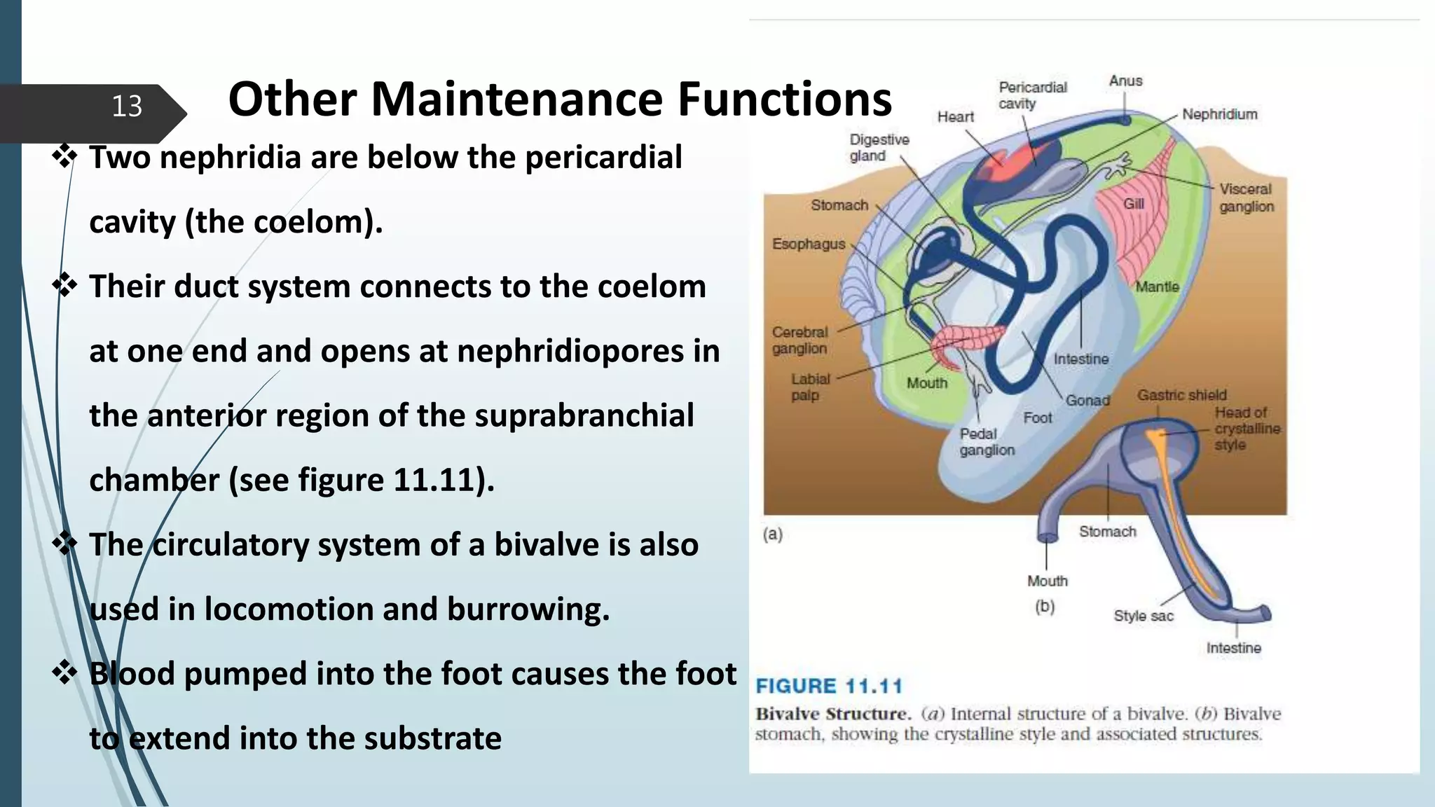 Phylum Mollusca, Class Bivalvia, Shell, Locomotion, Digestion ...