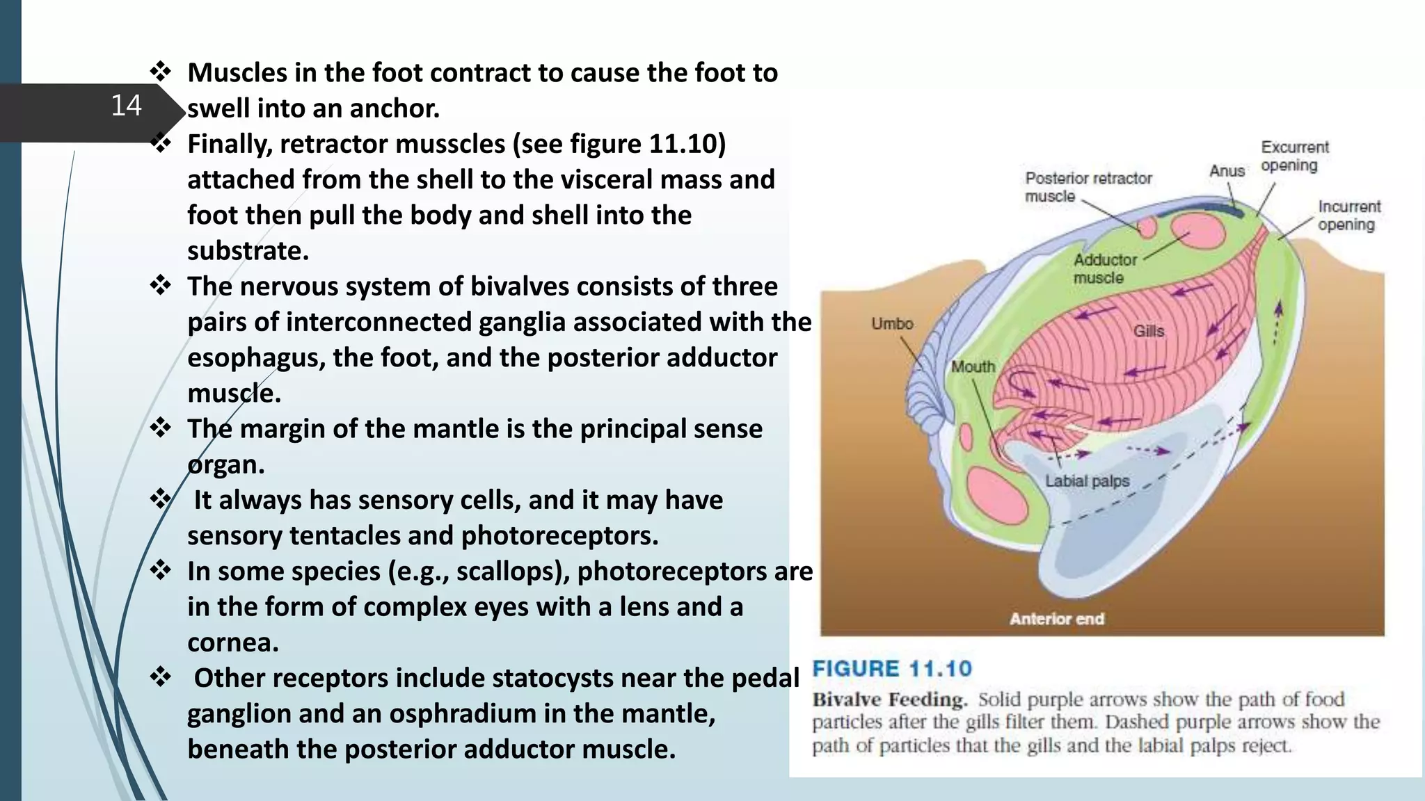 Phylum Mollusca, Class Bivalvia, Shell, Locomotion, Digestion ...
