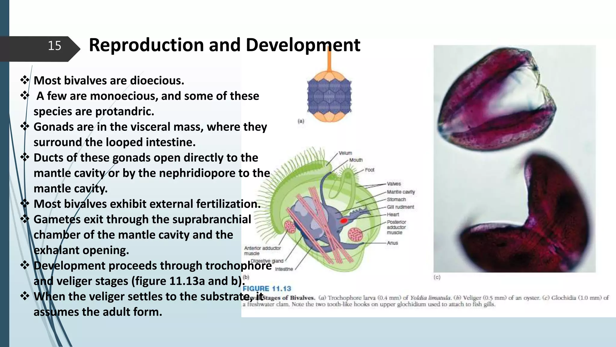 Phylum Mollusca, Class Bivalvia, Shell, Locomotion, Digestion ...