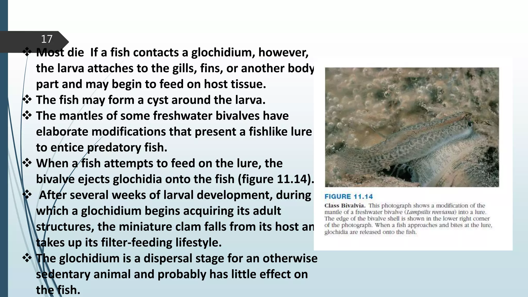 Phylum Mollusca, Class Bivalvia, Shell, Locomotion, Digestion ...