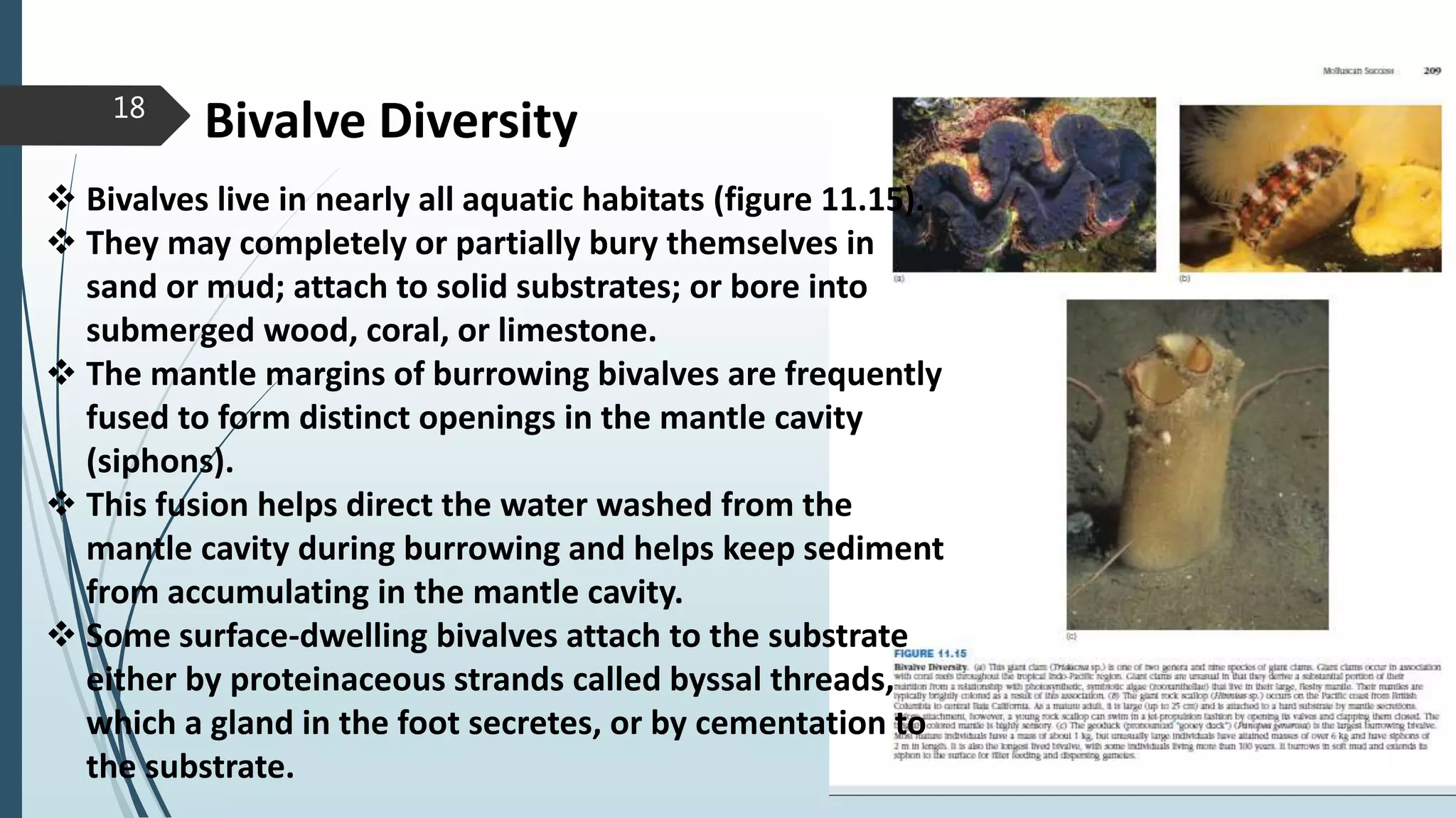 Phylum Mollusca, Class Bivalvia, Shell, Locomotion, Digestion ...