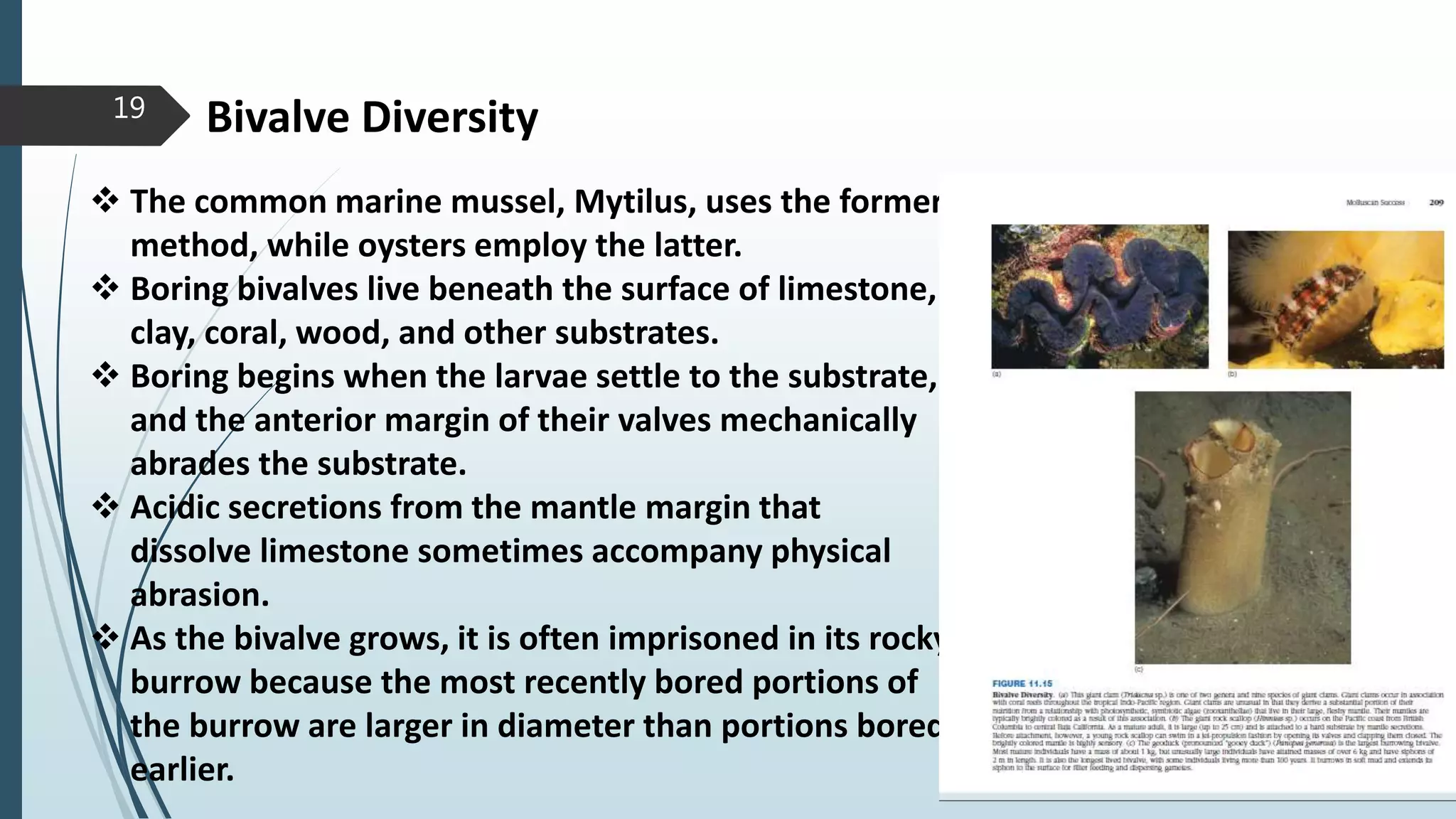 Phylum Mollusca, Class Bivalvia, Shell, Locomotion, Digestion ...