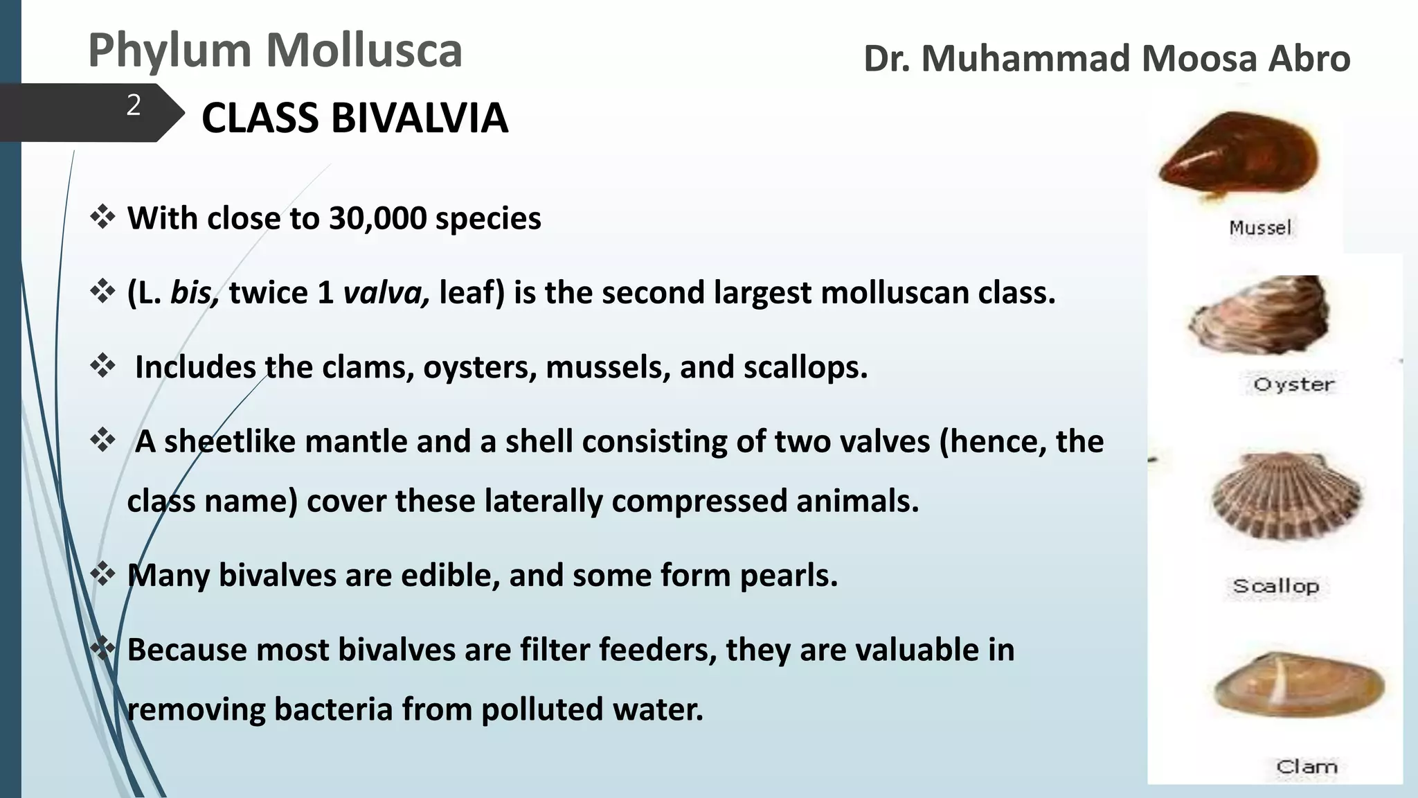Phylum Mollusca, Class Bivalvia, Shell, Locomotion, Digestion ...