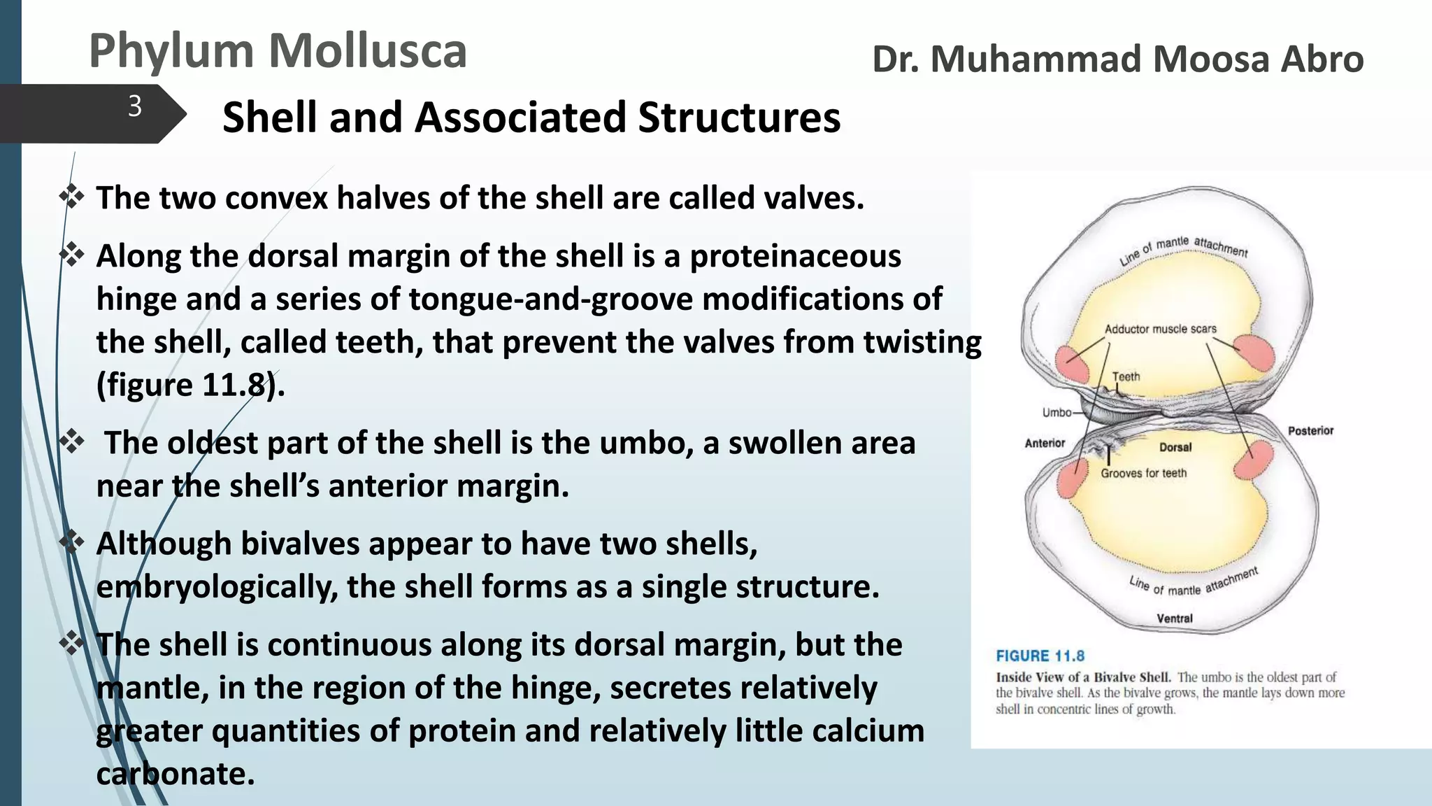 Phylum Mollusca, Class Bivalvia, Shell, Locomotion, Digestion ...