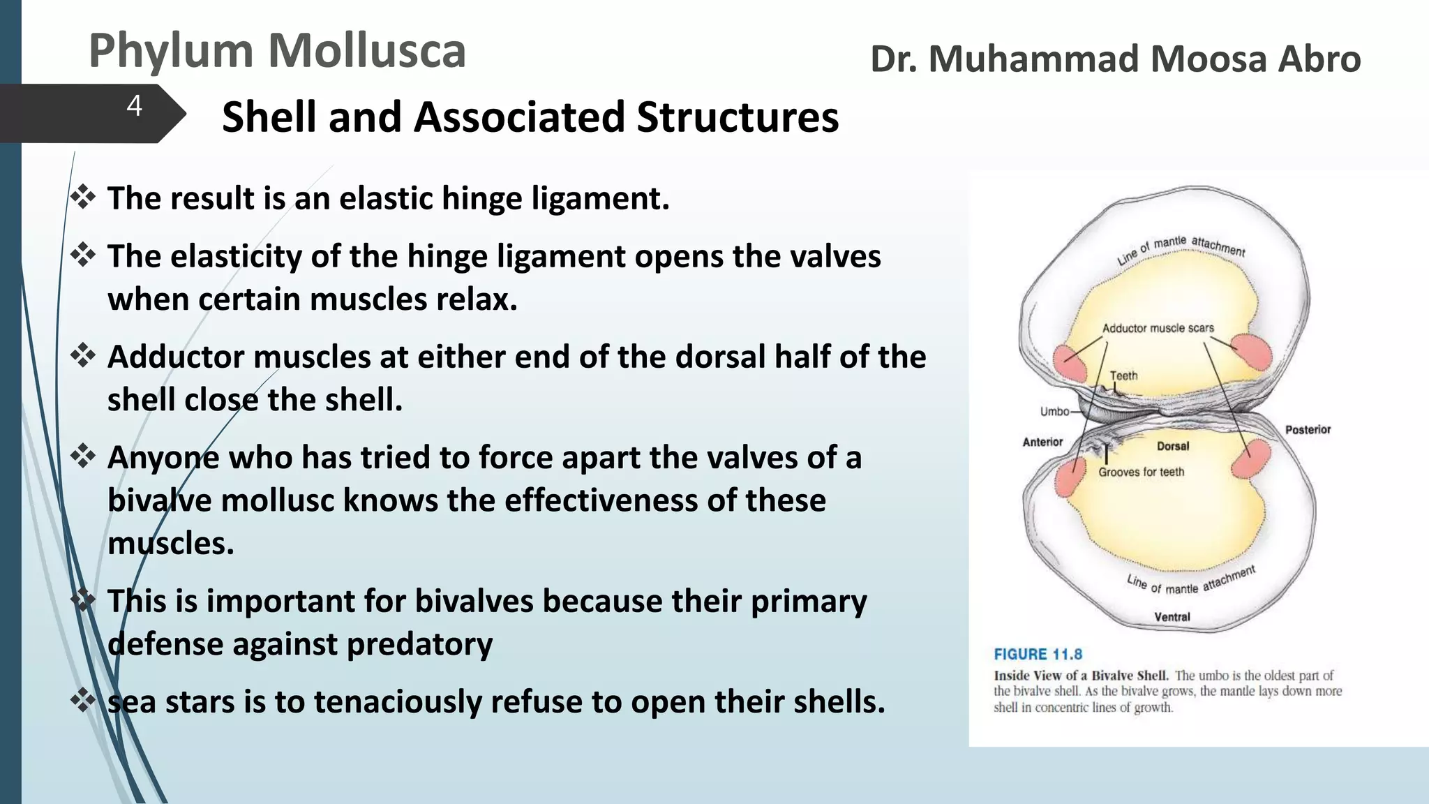 Phylum Mollusca, Class Bivalvia, Shell, Locomotion, Digestion ...