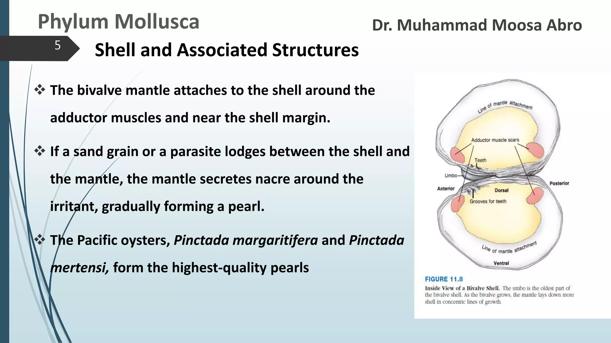 Phylum Mollusca, Class Bivalvia, Shell, Locomotion, Digestion ...