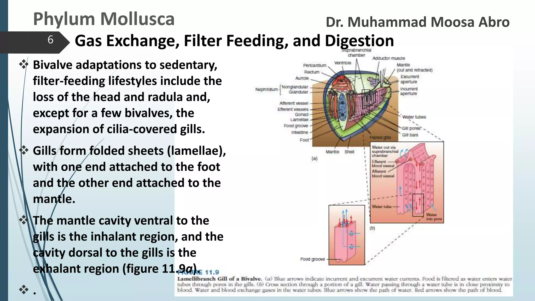 Phylum Mollusca, Class Bivalvia, Shell, Locomotion, Digestion ...