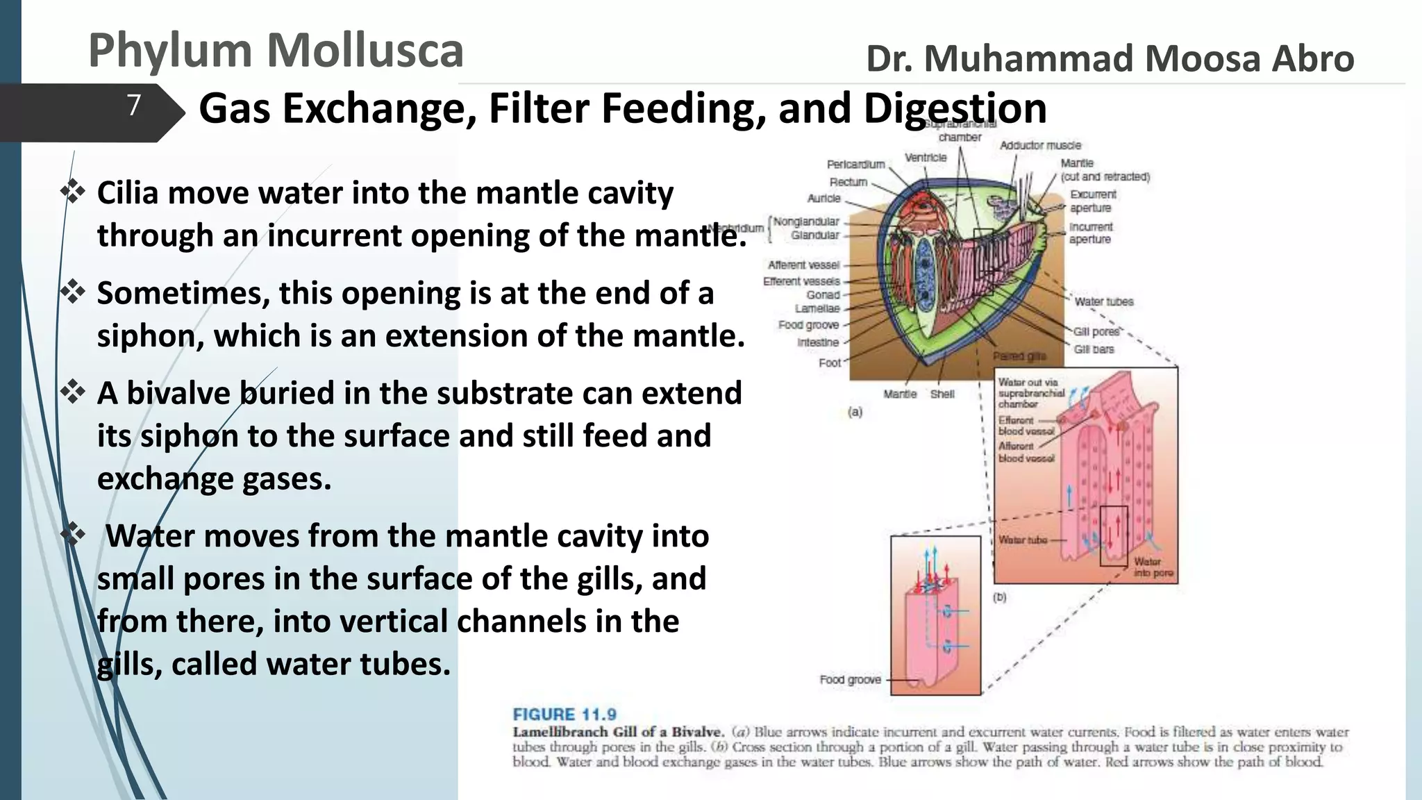 Phylum Mollusca, Class Bivalvia, Shell, Locomotion, Digestion ...