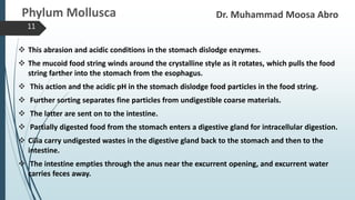 Phylum Mollusca, Class Bivalvia, Shell, Locomotion, Digestion ...