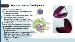 Phylum Mollusca, Class Bivalvia, Shell, Locomotion, Digestion ...