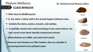 Phylum Mollusca, Class Bivalvia, Shell, Locomotion, Digestion ...