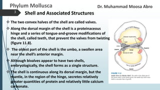 Phylum Mollusca, Class Bivalvia, Shell, Locomotion, Digestion ...