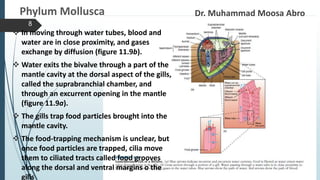 Phylum Mollusca, Class Bivalvia, Shell, Locomotion, Digestion ...
