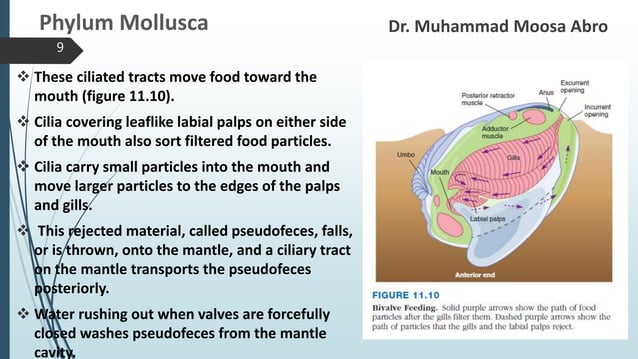 Phylum Mollusca, Class Bivalvia, Shell, Locomotion, Digestion ...