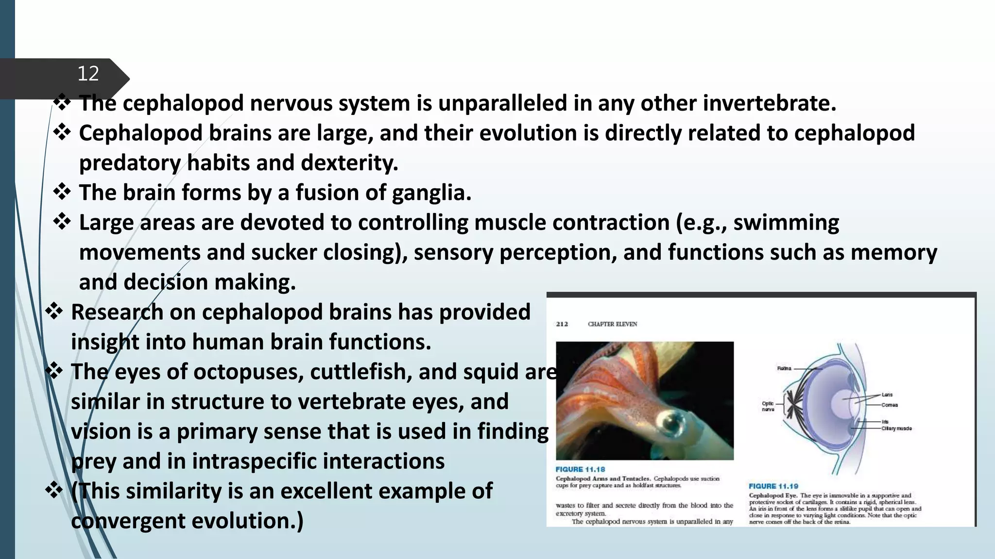 Phylum Mollusca, Class Cephalopoda, Locomotion, Digestion,Reproduction ...