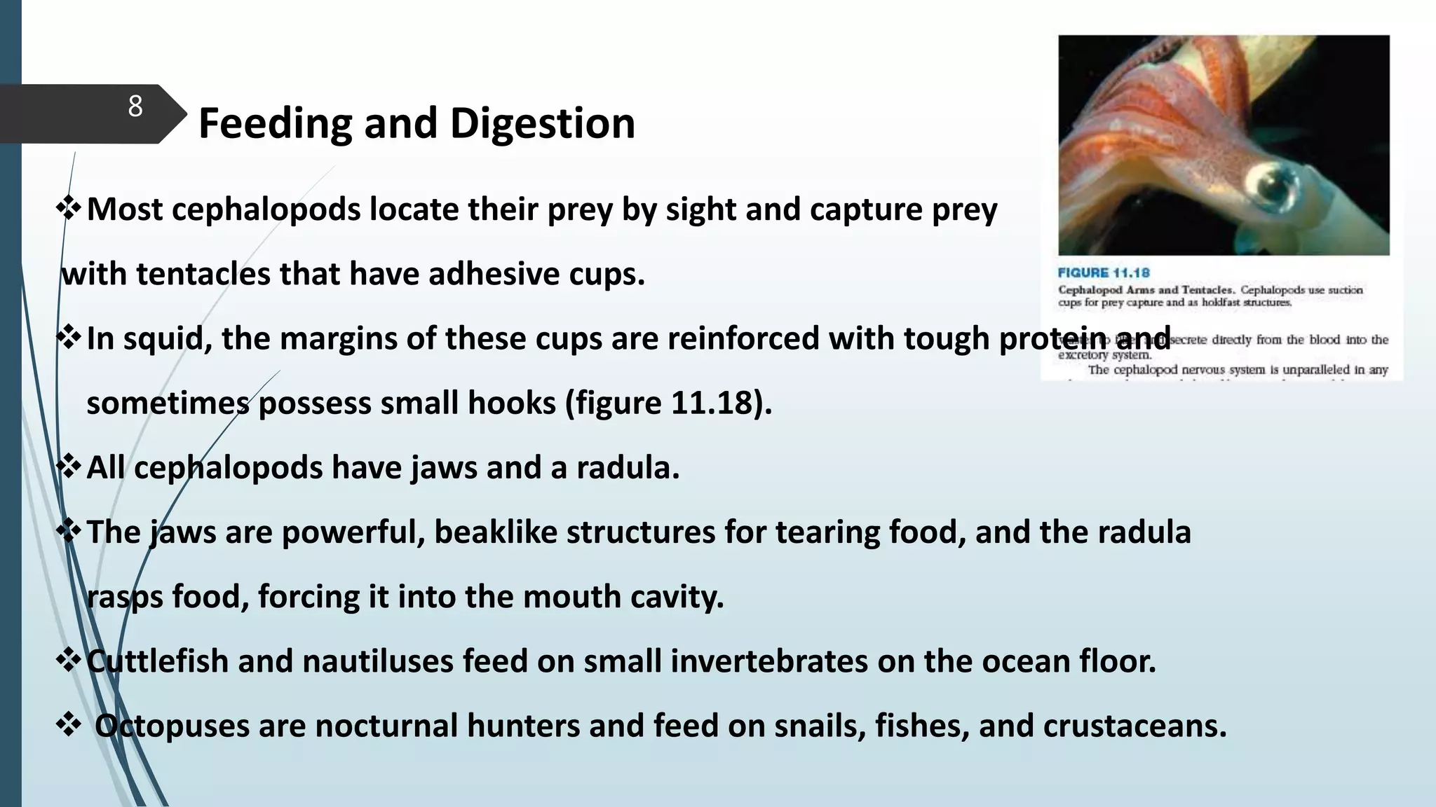 Phylum Mollusca, Class Cephalopoda, Locomotion, Digestion,Reproduction, Development learning and ...