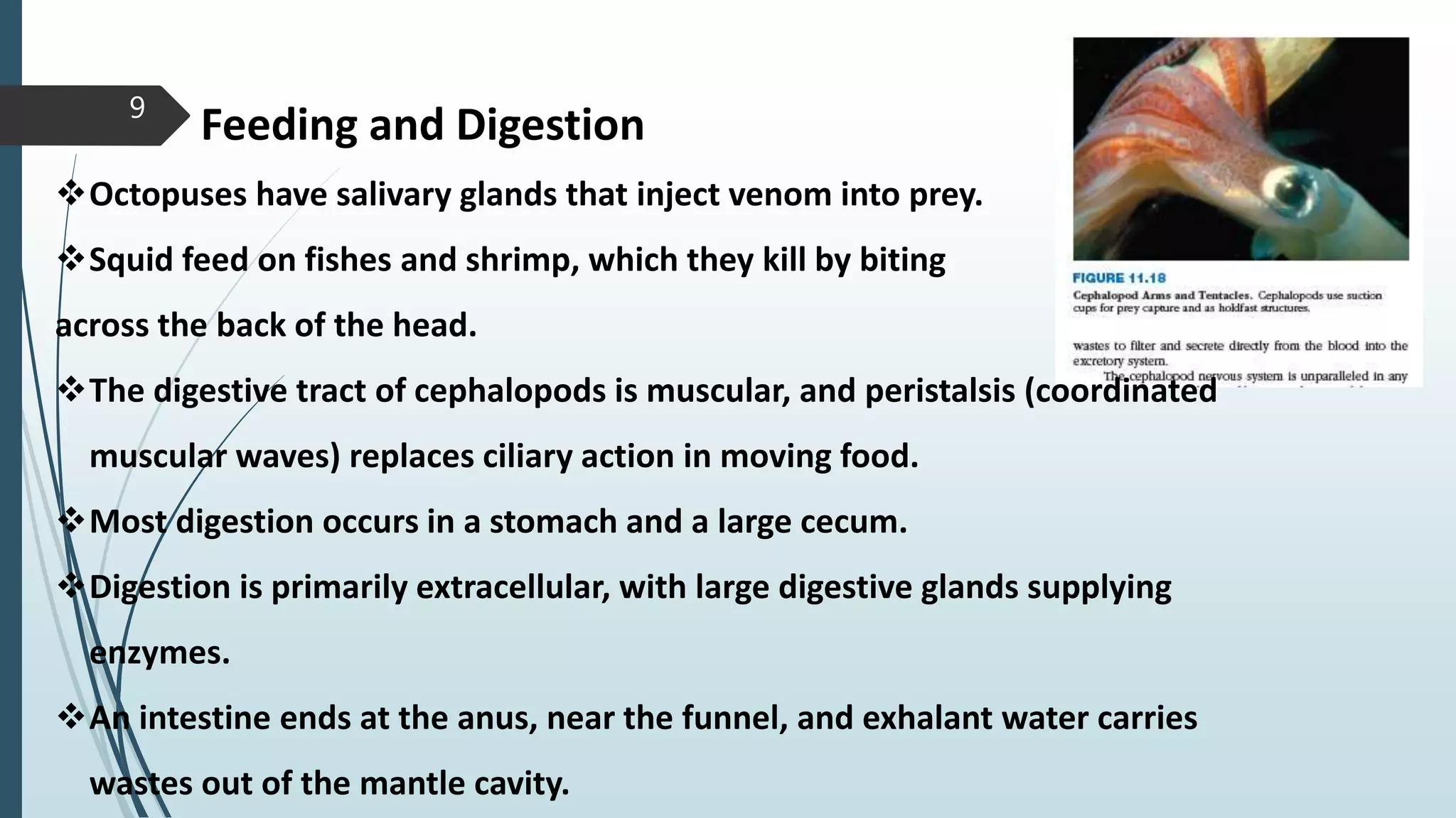 Phylum Mollusca, Class Cephalopoda, Locomotion, Digestion,Reproduction ...