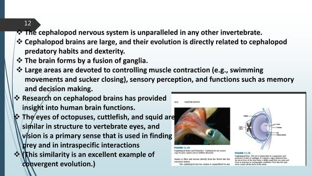 Phylum Mollusca, Class Cephalopoda, Locomotion, Digestion,Reproduction ...