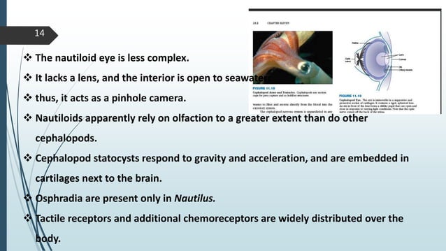 Phylum Mollusca, Class Cephalopoda, Locomotion, Digestion,Reproduction ...
