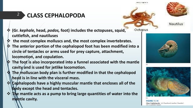 Phylum Mollusca, Class Cephalopoda, Locomotion, Digestion,Reproduction ...