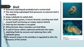 Phylum Mollusca, Class Cephalopoda, Locomotion, Digestion,Reproduction ...