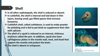 Phylum Mollusca, Class Cephalopoda, Locomotion, Digestion,Reproduction ...