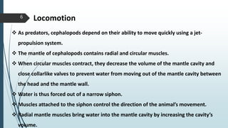 Phylum Mollusca, Class Cephalopoda, Locomotion, Digestion,Reproduction ...
