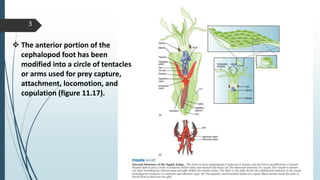 Locomotion Cephalopoda