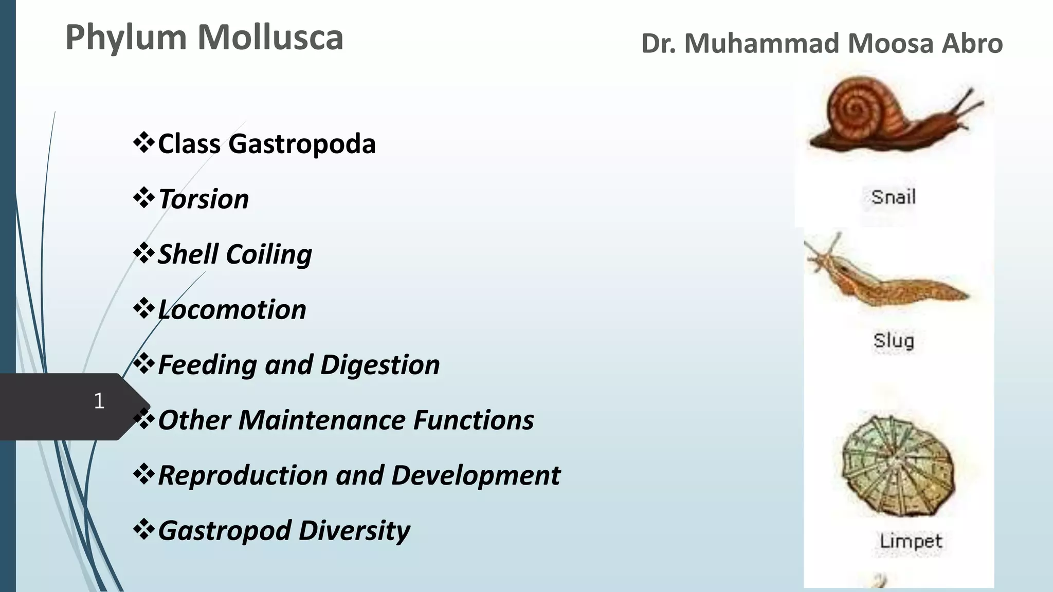 Phylum Mollusca, Class Gastropoda, Torsion, Locomotion, Digestion ...