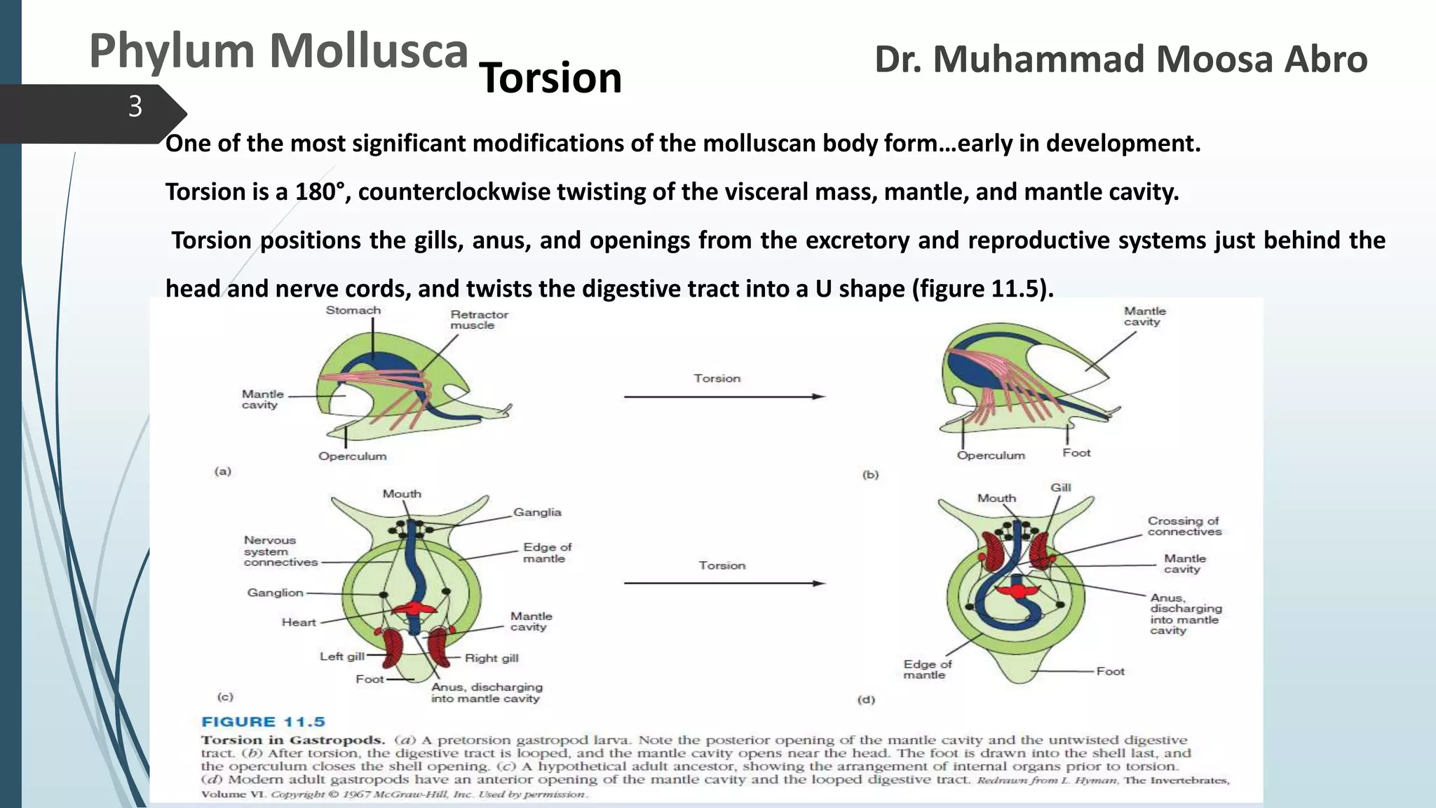 Phylum Mollusca, Class Gastropoda, Torsion, Locomotion, Digestion ...