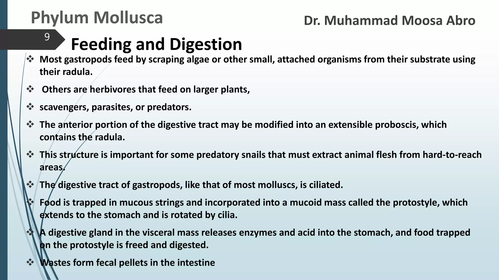 Phylum Mollusca, Class Gastropoda, Torsion, Locomotion, Digestion ...