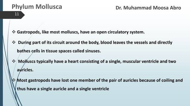 Phylum Mollusca, Class Gastropoda, Torsion, Locomotion, Digestion ...